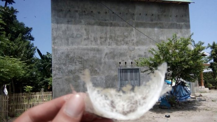 LENGKAP, Begini Cara Budidaya Burung Walet Secara Sederhana di Rumah ...