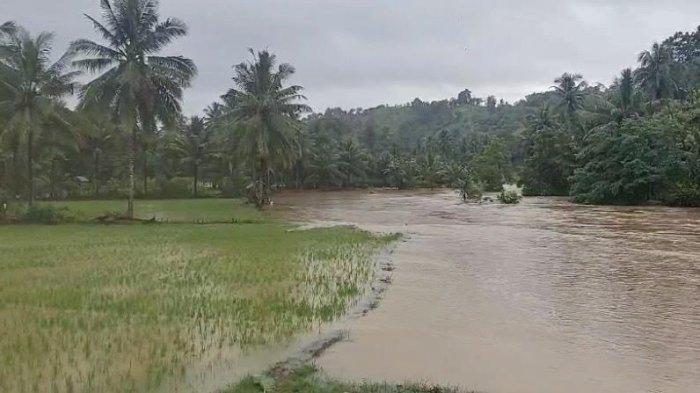 1 Rumah dan Puluhan Hektar Sawah di Pattongko Sinjai Sulsel Terendam Banjir - Tribun-timur.com