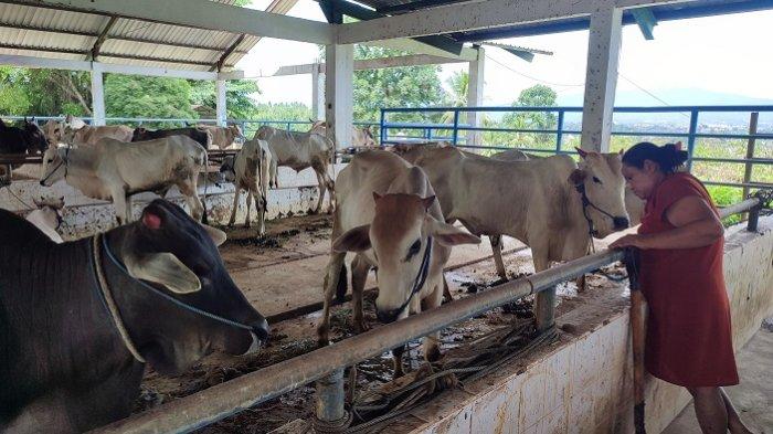 60 Ekor Sapi Kurban Milik Pemkot Manado akan Diperiksa Kesehatannya ...