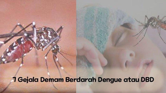 Ini 7 Tanda DBD Sudah Menyerang Tubuh, Tetap Waspada dan Kenali ...