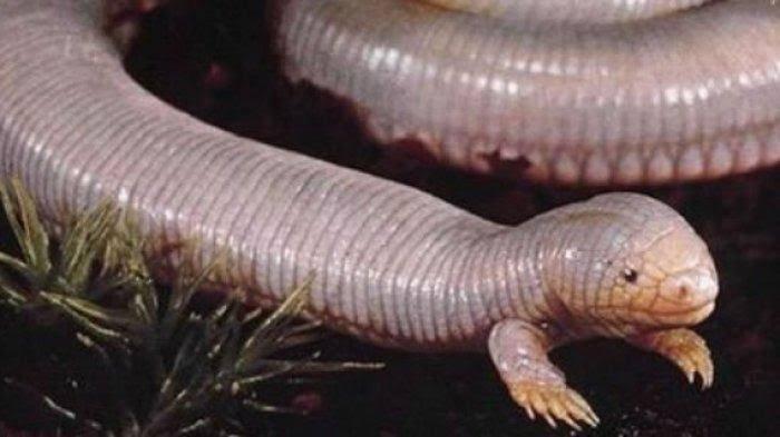 Apa Itu Dabbah? Hewan yang Kini Muncil hingga Buat Heboh di Israel ...