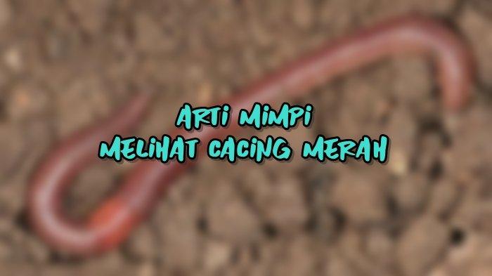 Arti Mimpi Melihat Cacing Merah, Pertanda Anda Sedang Bertransformasi ...