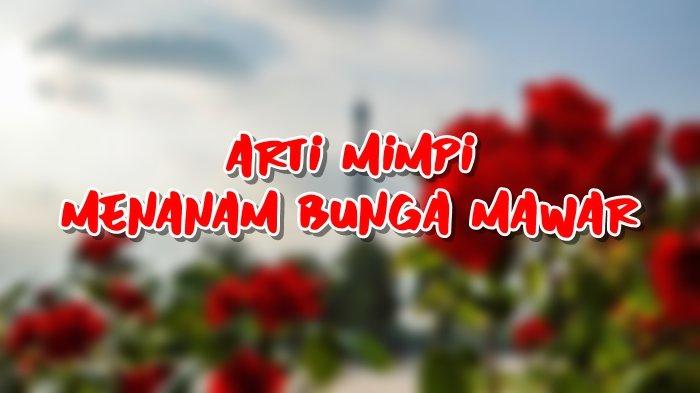 Arti Mimpi Menanam Bunga Mawar, ternyata Jadi Pertanda Baik, Ini Tafsir ...