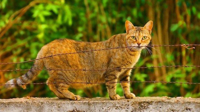 Kucing Juga Kentut, Ini Penjelasan Ilmiahnya - Tribunmanado.co.id