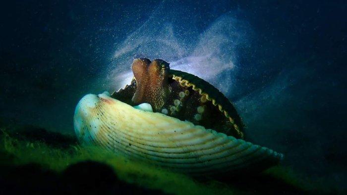 Biota-biota Unik di Selat Lembeh - Tribunmanado.co.id