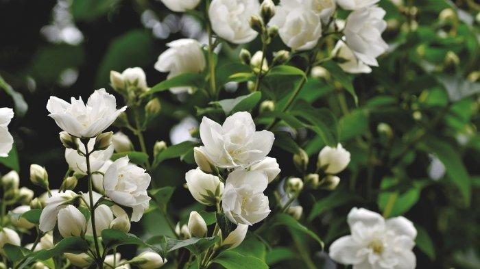 15 Arti Mimpi Tentang Bunga, Tidak Selalu Membawa Makna Baik, Ini ...