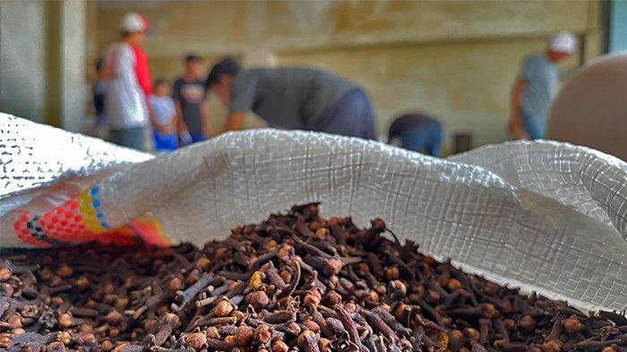 Info Harga Cengkeh Terbaru di Manado Sulawesi Utara, Petani Berharap ...