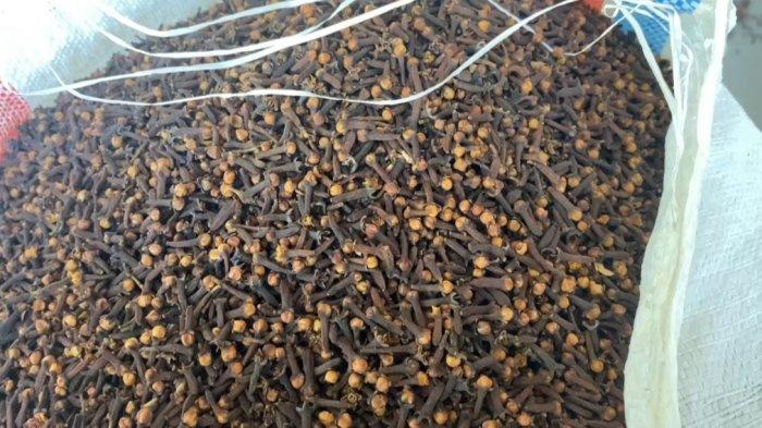 Update Harga Cengkih Terbaru di Manado Sulawesi Utara November 2024 ...