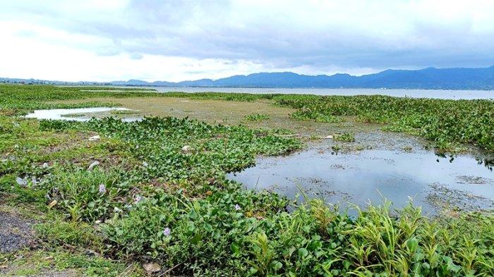 Warga Keluhkan Penanganan Eceng Gondok di Danau Tondano Minahasa ...