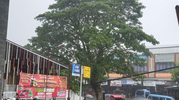 Ranting Pohon Besar Hampir Memakan Korban di Minut Sulawesi Utara ...