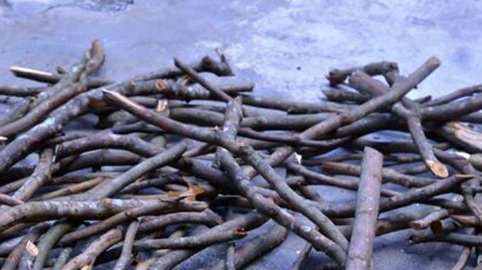 Arti Mimpi Tentang Ranting, Bisa Jadi Pertanda Buruk, Siapkan Diri ...