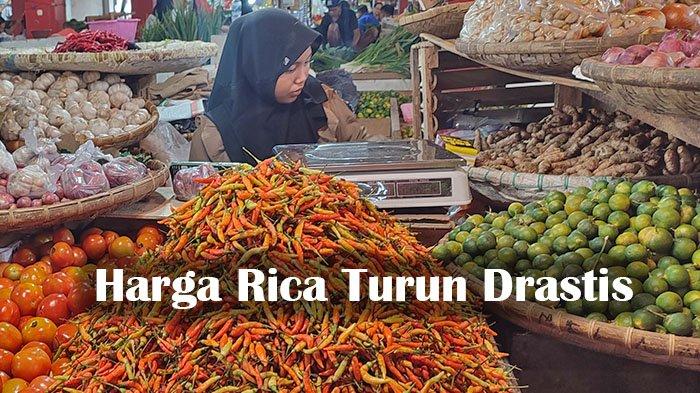 Turun Drastis, Ini Harga Rica Terbaru di Sulawesi Utara yang kian Merosot - Tribunmanado.co.id