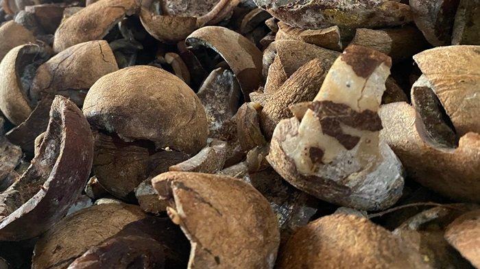 Harga Kopra di Manado Sulut Turun namun Masih Bikin Untung Petani ...