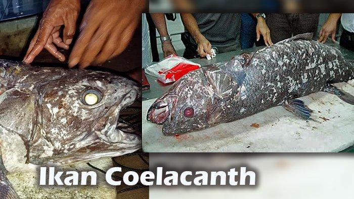 3 Fakta Ikan Coelacanth Menurut Akademisi Unsrat Prof Dr Ir Janny Kusen ...