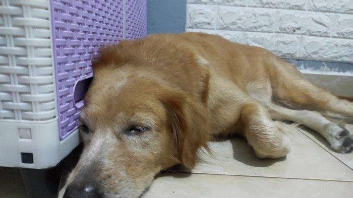 Langkah Pertama Saat Digigit Anjing Berisiko Rabies, Segera Cuci Luka ...