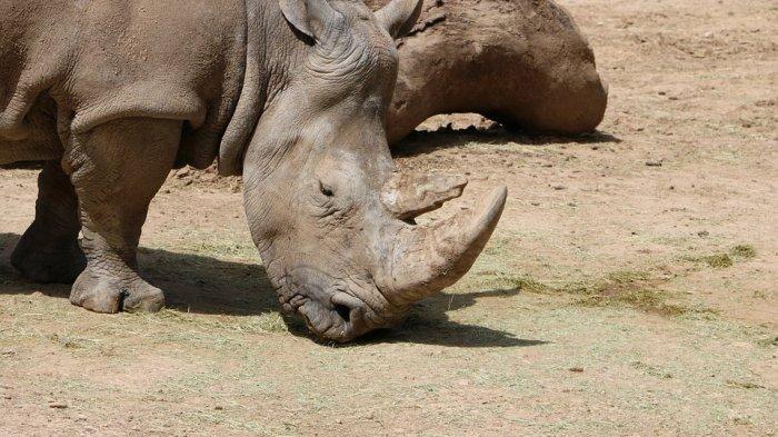 Arti Mimpi Melihat Badak, Bisa Jadi Anda akan Naik Jabatan, Ini ...