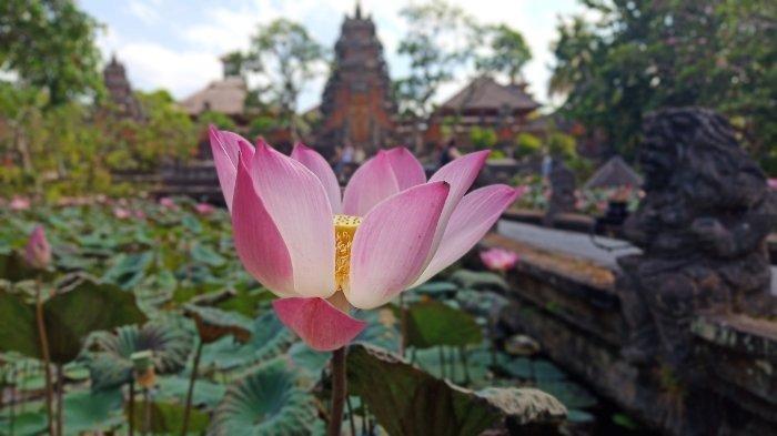 Arti Mimpi Melihat Bunga Lotus, Ternyata Jadi Simbol Ketekuan dan ...