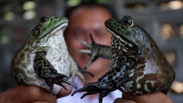 Arti Mimpi Digigit Katak, Bisa Jadi Pertanda Anda Tidak Tahu Situasi ...