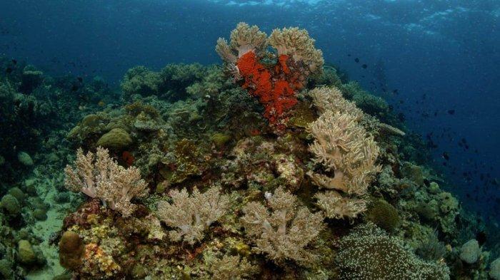 Mengagumkan, Desa Kapitu Minsel Ternyata Menyimpan Pesona Biota Bawah ...