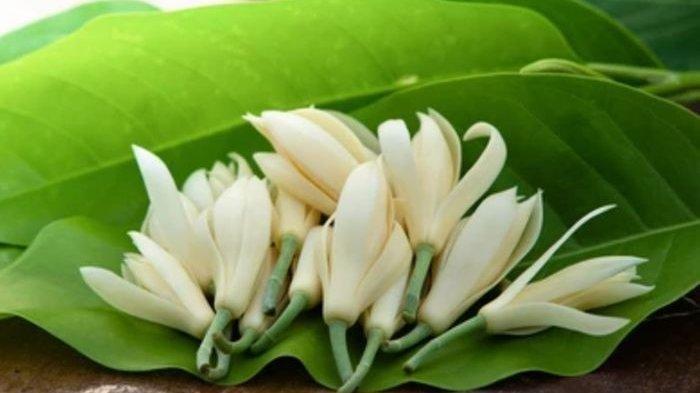 Arti Mimpi Kembang Kantil, Pertanda Baik Menurut Primbon Jawa, Ini 5 ...