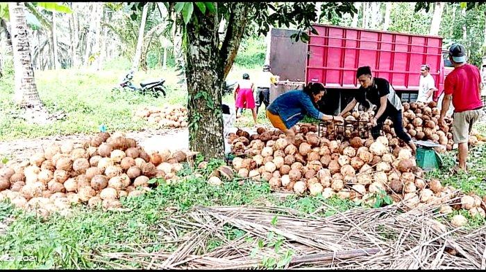 Kopra di Minsel Sulawesi Utara Sudah 3 Hari Bertahan di Harga Rp 8.650 ...