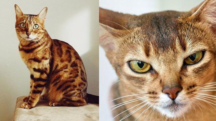 Kucing Paling Pintar di Dunia, Simak Penjelasan Tentang 10 Ras Kucing ...