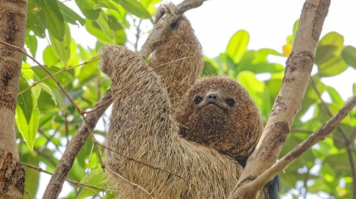Peneliti Berhasil Temukan Spesies Baru Kungkang di Hutan Atlantik ...