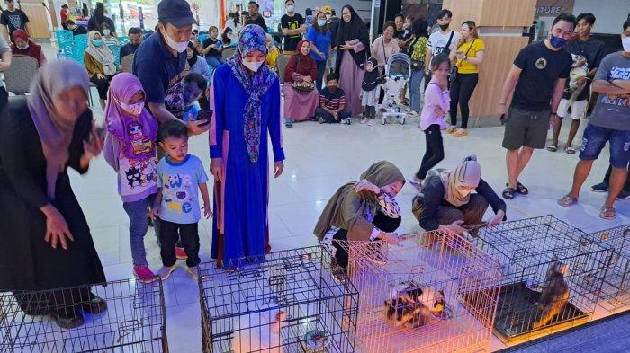 Lippo Plaza Berkolaborasi dengan Cat Lovers Manado, Gelar Lomba Kucing ...