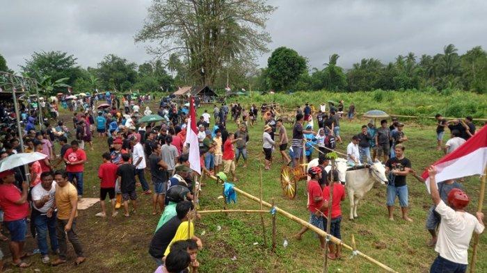 Festival Roda Sapi, Tunjang Pariwisata Minut Khususnya Likupang Sebagai ...