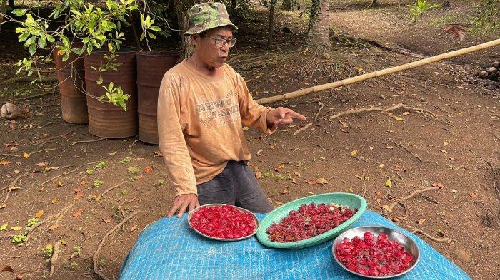 Petani Pala di Pulau Lembeh Bitung Sulawesi Utara Beberkan Kenaikan ...