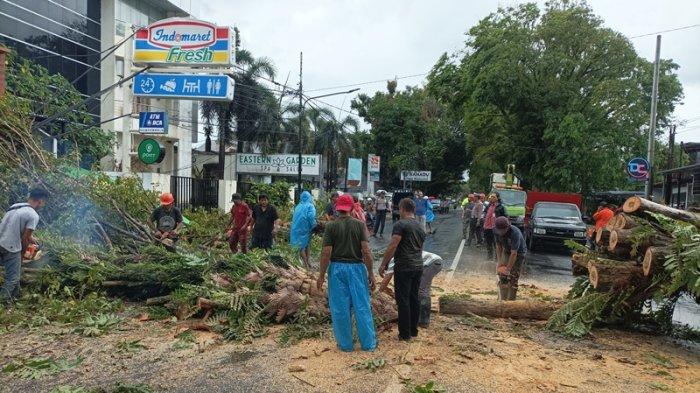 DLH Manado Sebut Pohon Tumbang di Jalan Sam Ratulangi Tanjung Batu ...