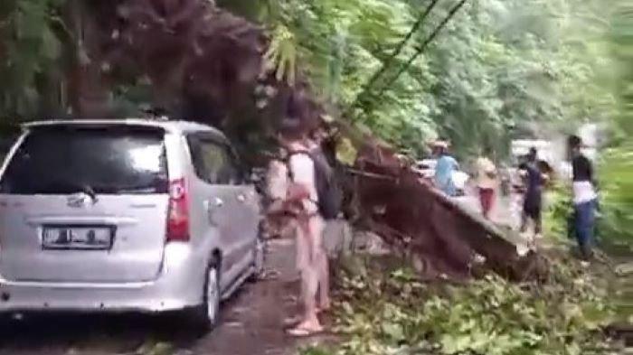 Akibat Hujan, Pohon Tumbang Juga Terjadi di Jalan Airmadidi-Tondano - Tribunmanado.co.id