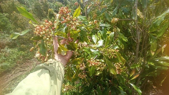 Cerita Lexoni Rantung, Petani Cengkeh di Gunung Batu Kembar Atoga ...