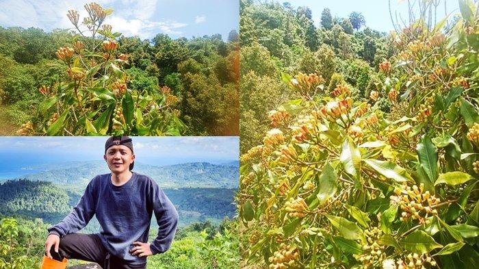 Potret Kebun Cengkeh di Gunung Batu Kembar Atoga Boltim, Mata ...