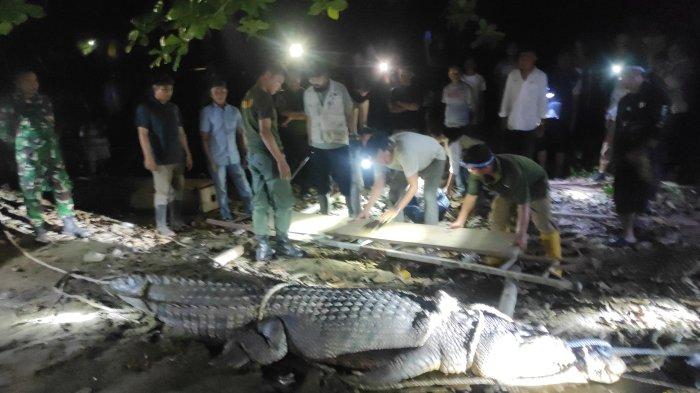 BKSDA Evakuasi Buaya Muara yang Ditemukan Warga Bolmong Sulawesi Utara ...