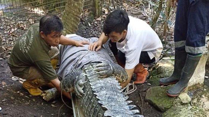 BKSDA Evakuasi Buaya Muara yang Ditemukan Warga Bolmong Sulawesi Utara ...