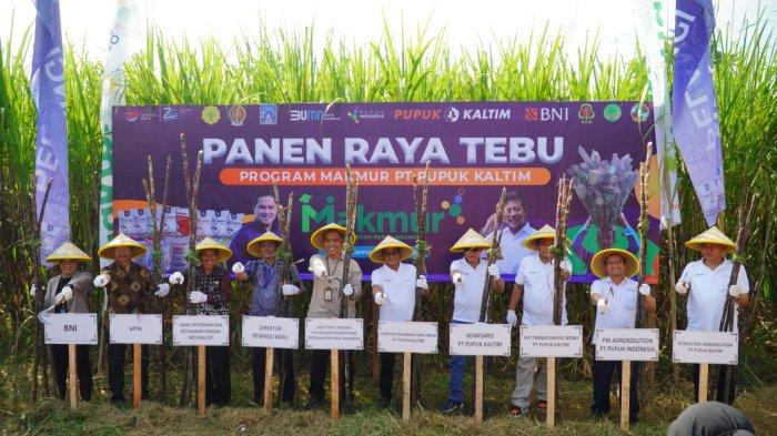 Sukses Jalankan Program Agrosolution, Pupuk Kaltim Panen Raya Tebu di ...