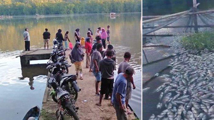 Sudah 3 Kali Ribuan Ikan Mati di Danau Buyat Boltim Sulawesi Utara ...