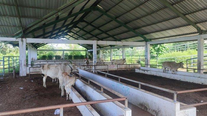 Awal Puasa, Permintaan Daging Berkurang, Stok Sapi yang Masuk di RPH ...
