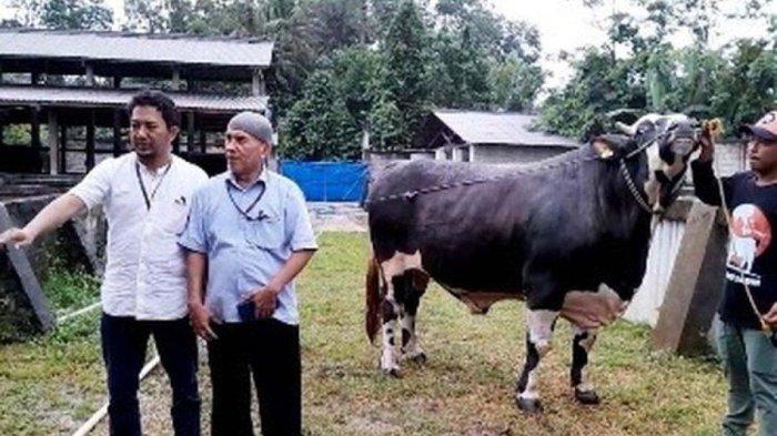 Asal dan Harga Mister Kowang, Sapi Corak yang Bakal Dikurbankan Presiden Jokowi pada Idul Adha ...