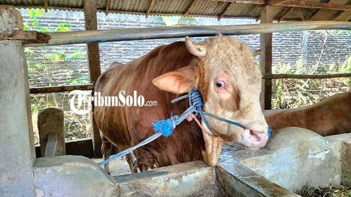 Segini Bobot Sapi Kurban Presiden Jokowi yang Paling Berat, Diserahkan ...