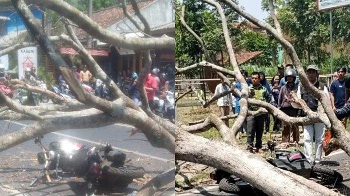 Kecelakaan Maut, Pemotor Tewas Tertimpa Pohon Tumbang, Mengenai Kepala ...