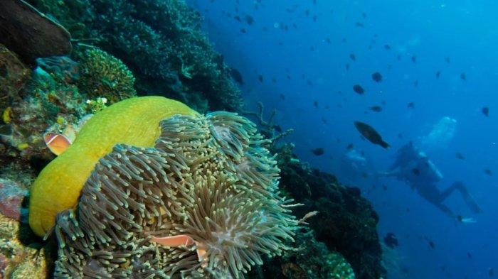 Siau Divers dan SBC Temukan Spot Diving Baru di Perairan Tagsel ...