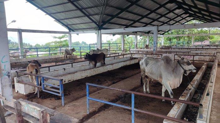 Jelang Idul Adha, Permintaan Pemotongan Sapi di RPH Manado Belum ...