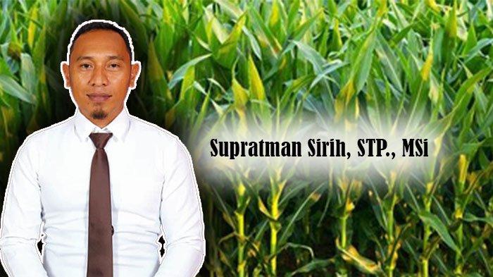 Mengoptimalkan Produksi Tanaman Jagung di Sulawesi Utara - Tribunmanado ...