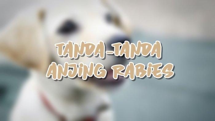 Tanda-tanda Anjing Rabies, Lebih Agresif hingga Sensitif Terhadap ...
