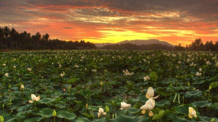 Lokasi Teratai Putih, Objek Wisata di Desa Talaga Tomoagu Bolmut ...
