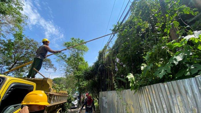 Berita Foto: PLN Manado Sulawesi Utara Bersihkan Kabel Listrik yang ...