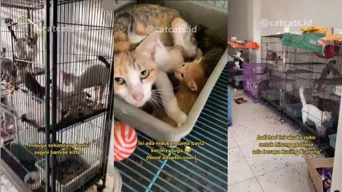 Video 135 Kucing Ditelantarkan Dalam Ruko, Banyak Bangkai hingga Ada ...