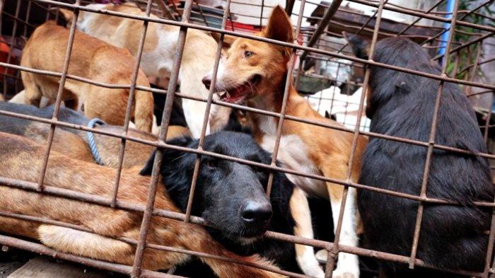 Pasar Ekstrem Tomohon Dikecam Dunia Lewat Media Asing, Didesak Setop ...